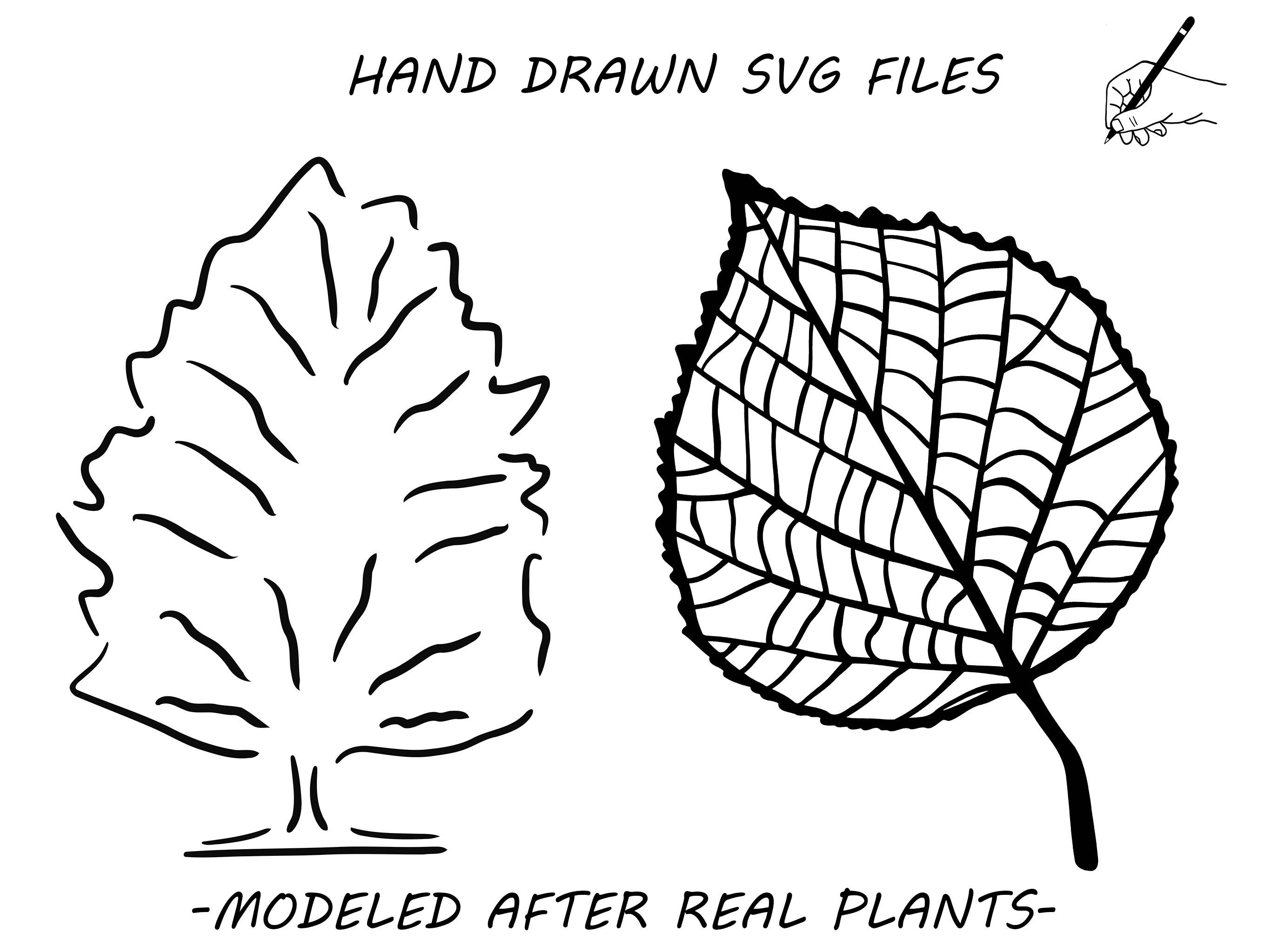 Birch Leaf Tree Hand Drawn SVG/DXF, Birch Alder Stencil, Birch Alder ...