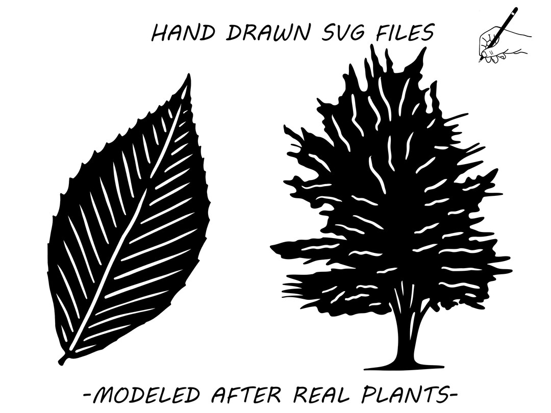 American Beech Leaf and Tree Hand Drawn SVG DXF, Beech Stencil, Beech ...
