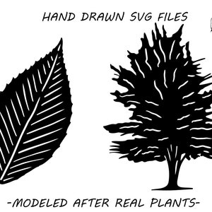 American Beech Leaf and Tree Hand Drawn SVG DXF, Beech Stencil, Beech ...
