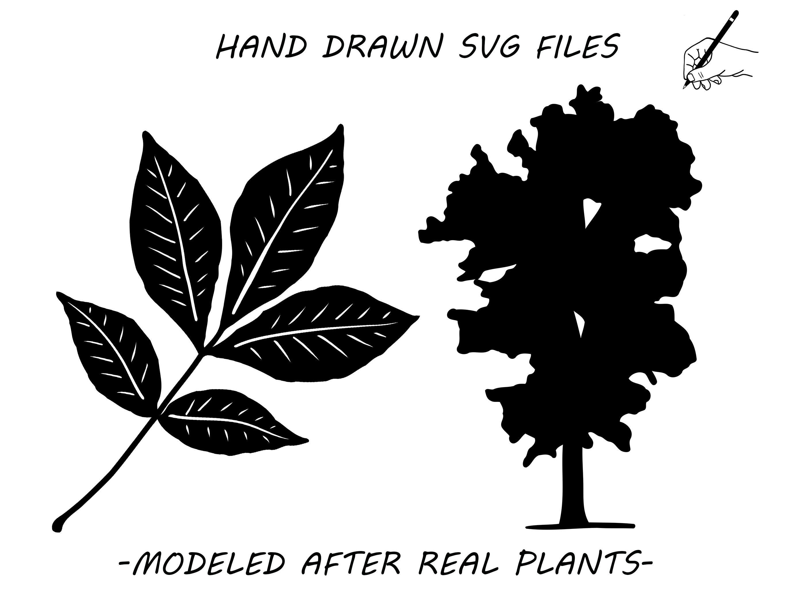 Hickory Leaf and Tree Hand Drawn SVG DXF, Hickory Stencil, Hickory ...