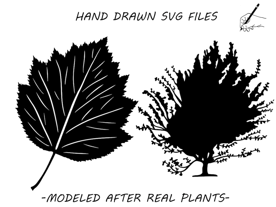 Hawthorn Leaf and Tree Hand Drawn SVG DXF, Hawthorn Stencil, Hawthorn ...