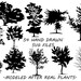 Walnut Leaf and Tree Hand Drawn SVG DXF, Walnut Stencil, Walnut ...