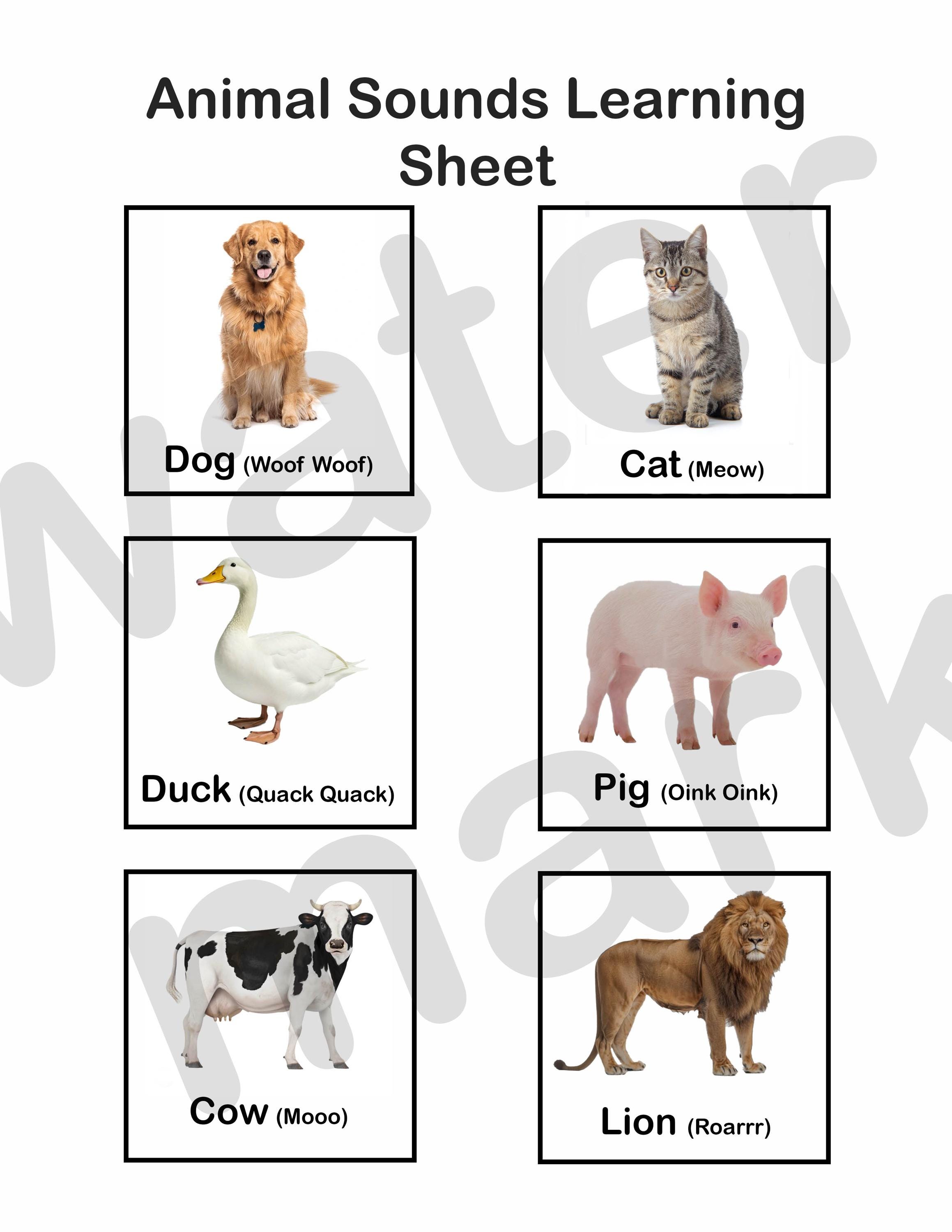 Learning Animal Sounds Worksheets - Etsy