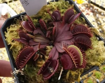 Red Venus Flytrap - Etsy