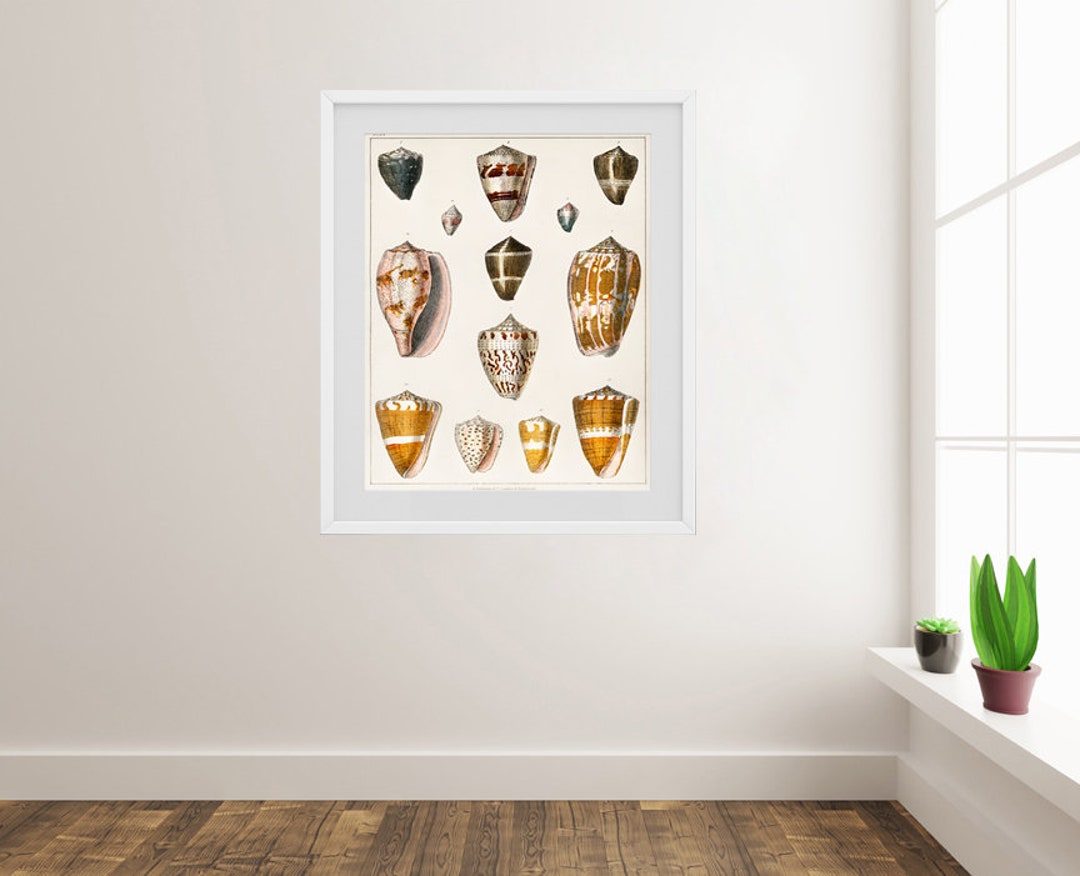 Vintage Sea Shells Art Print Instant Download, Digital, Art, Eclectic ...