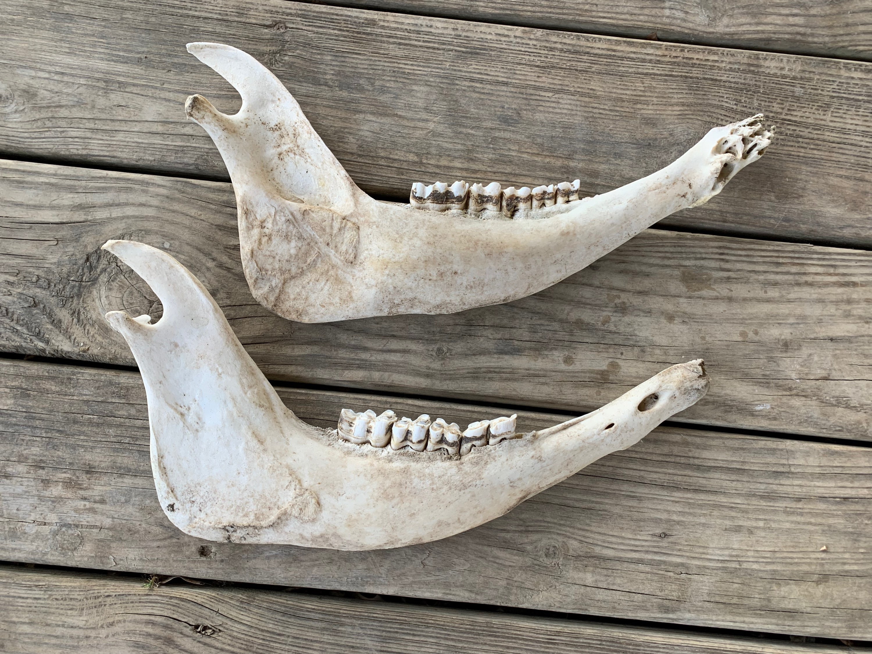 Cow Skeleton Jaw