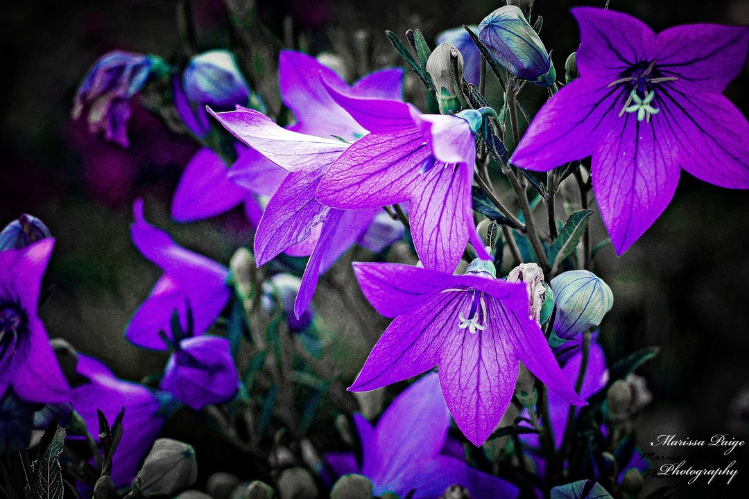 Purple Balloon Flower Photo, Moody Floral Wall Art (digital Download ...