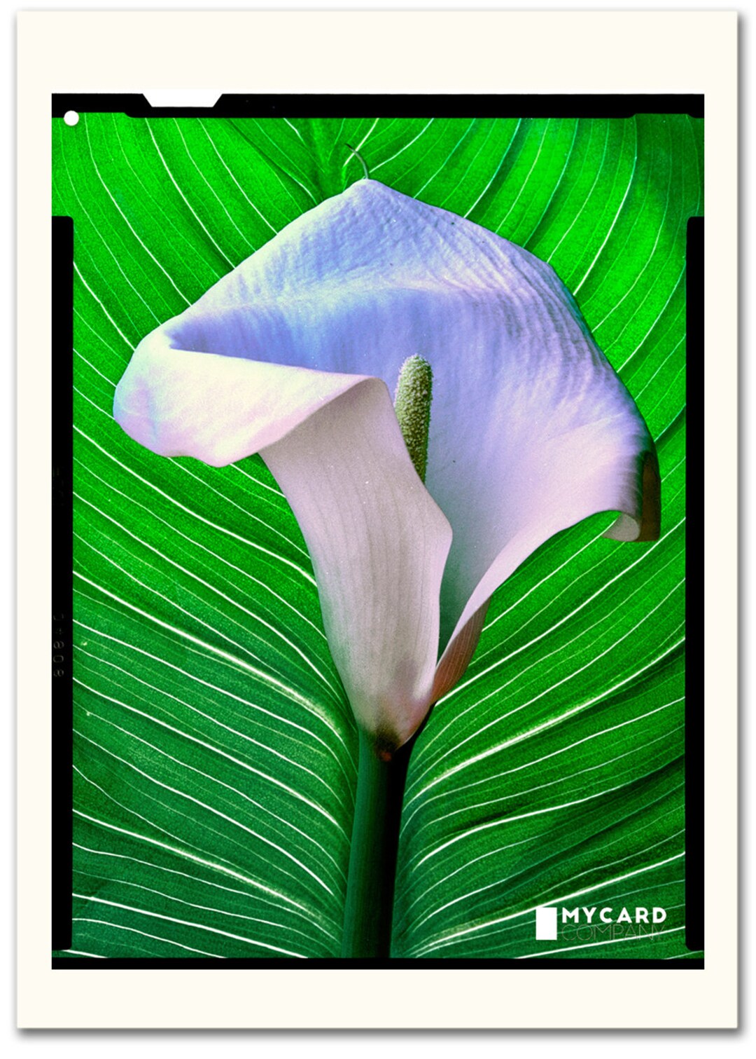 Artcard Postcard Calla Palustris dragon Root Sheet Film - Etsy
