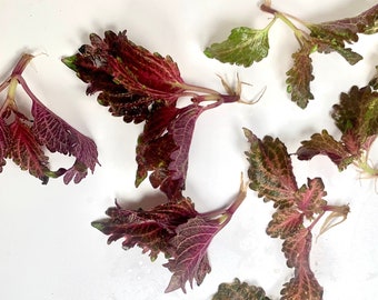 Coleus Real Plant - Etsy