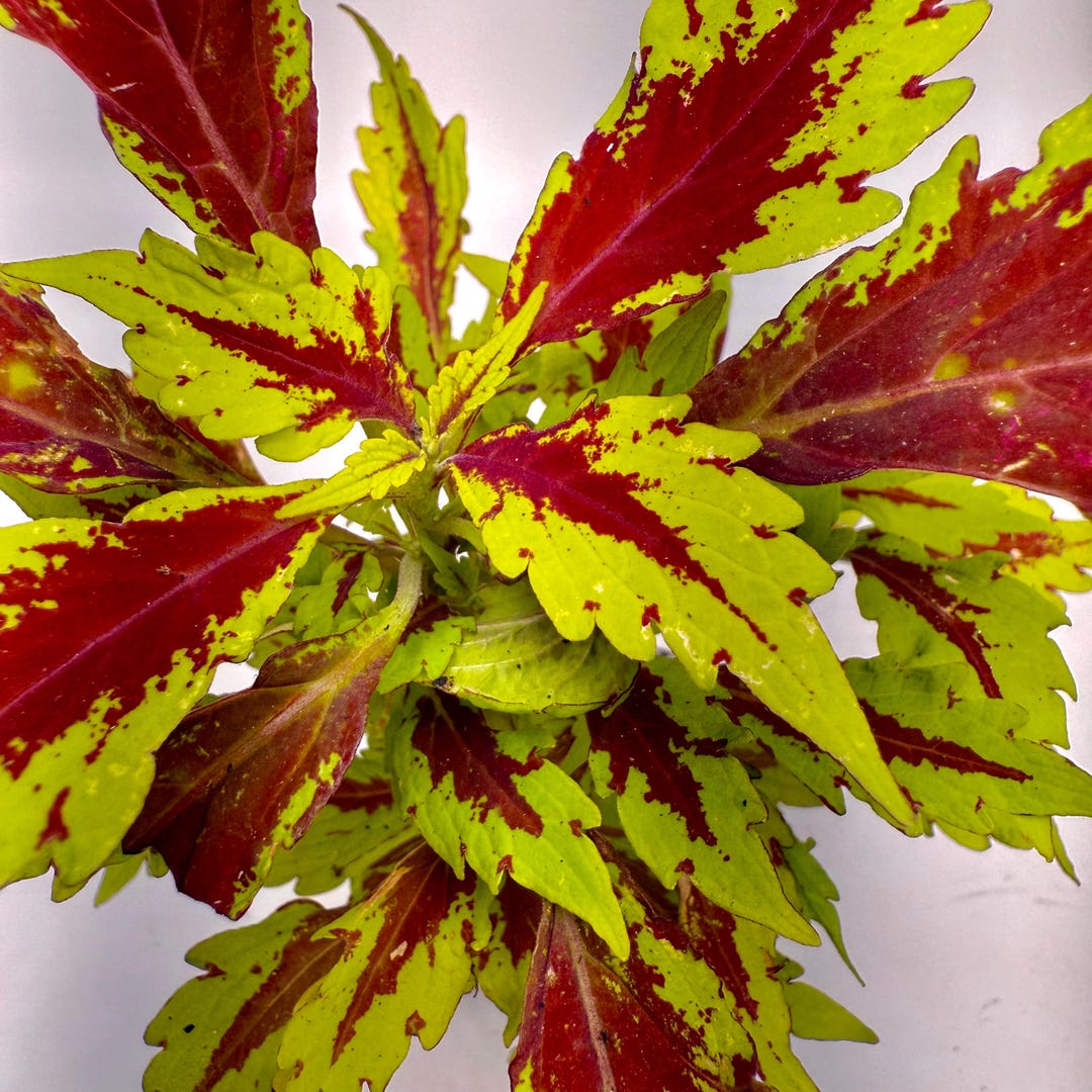 Coleus “flamethrower” Live Potted Plant, Self Branching, Very Fast ...