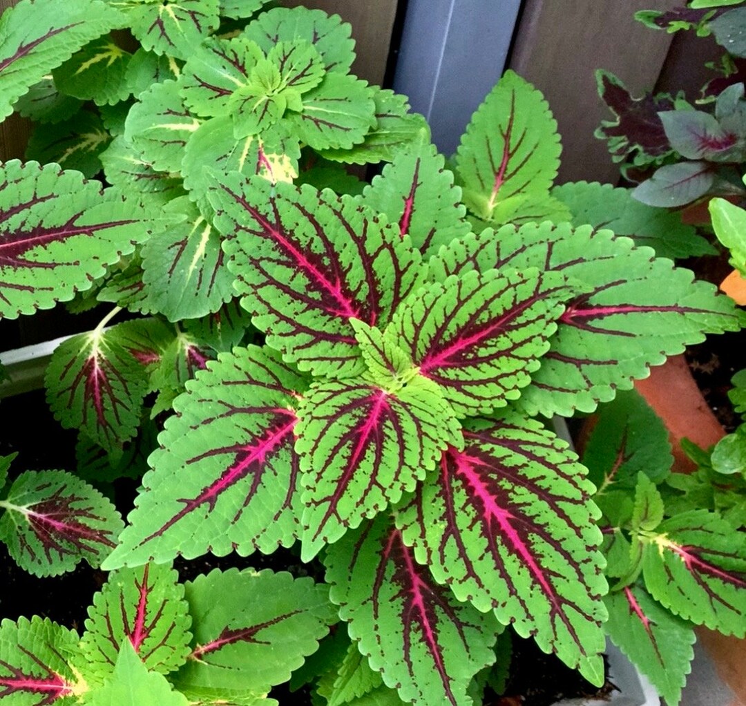 Coleus Dragon Heart Cutting - Etsy