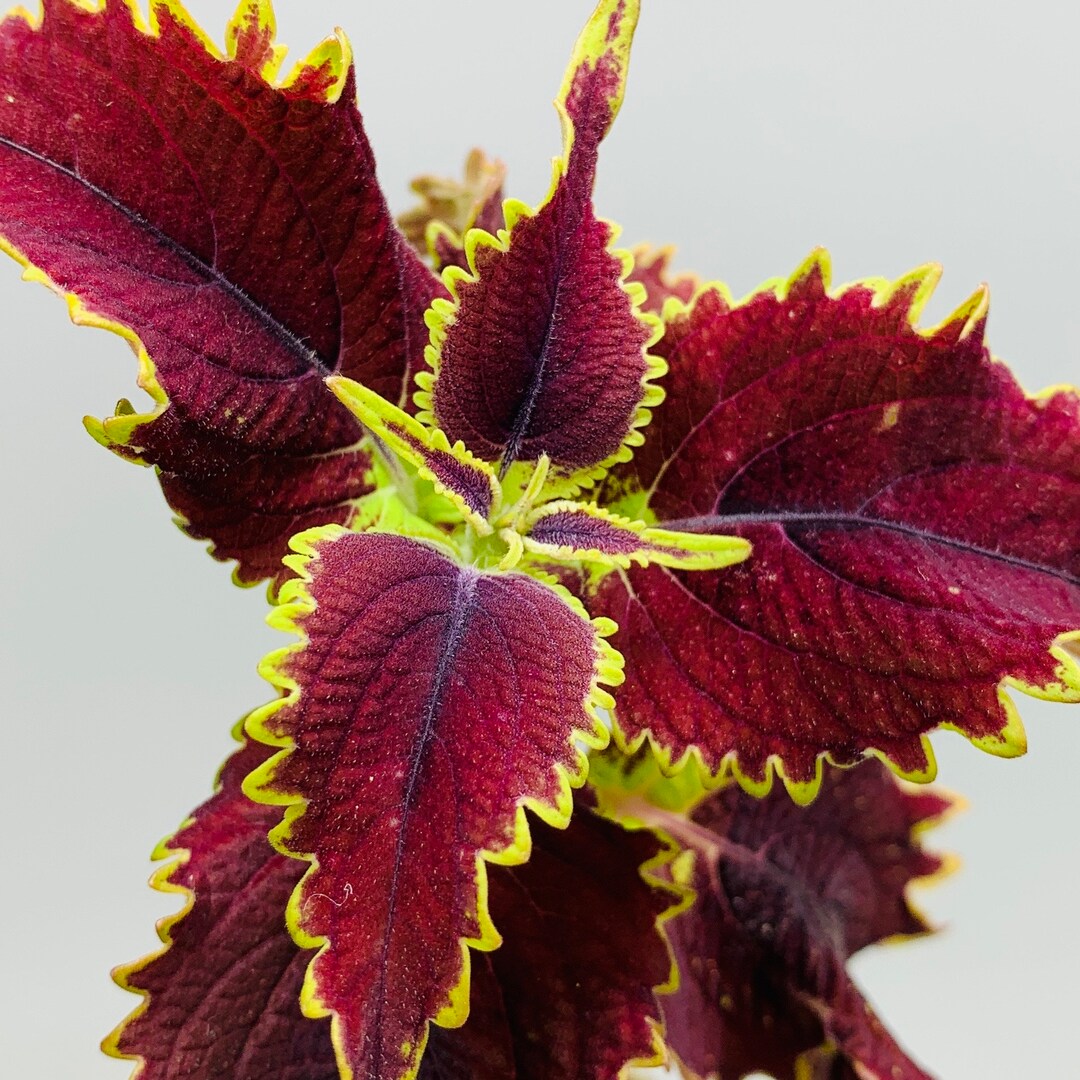 Welcome to the Elegance of Coleus 'felix': Where Dark Beauty Meets ...