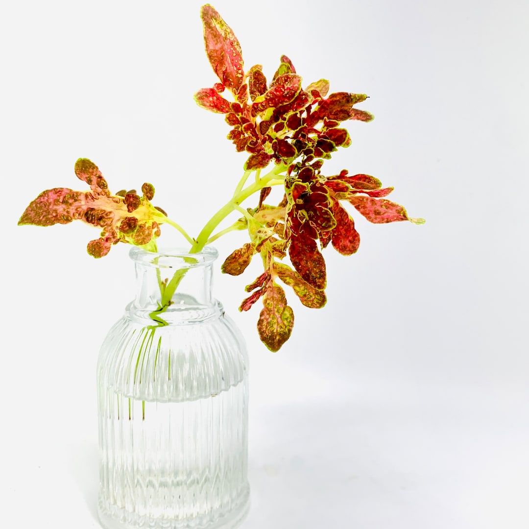 Coleus Jupiter Cutting - Etsy