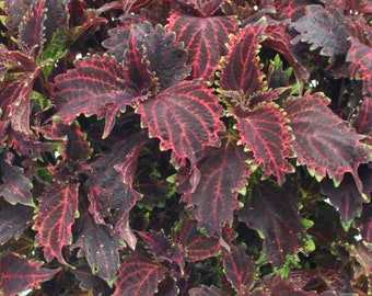 Coleus Mariposa Highly Variegated Rare Variety Real Plant Cutting - Etsy
