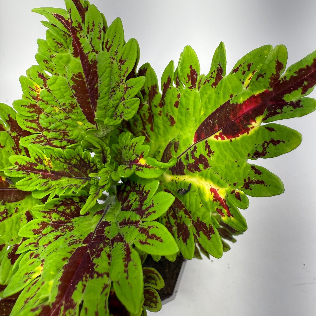 Coleus “chocolate Covered Cherry” Live Potted Plant - Etsy