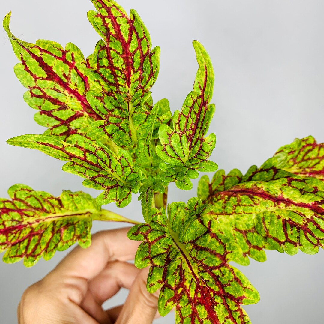 Coleus Under the Sea Fishnet Gold Cutting - Etsy