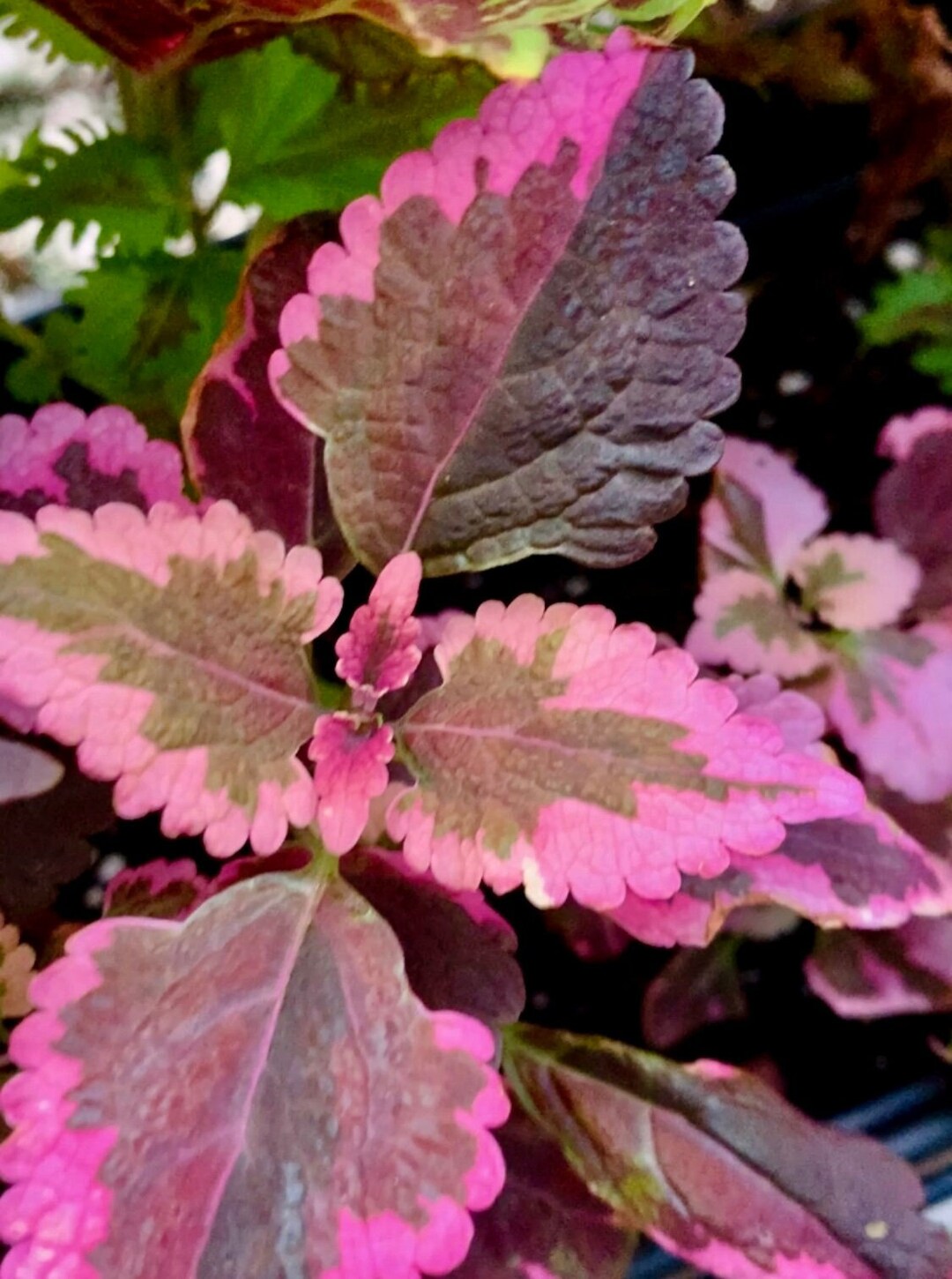 Halfmoon Pink Tuna Real Coleus Plant - Etsy