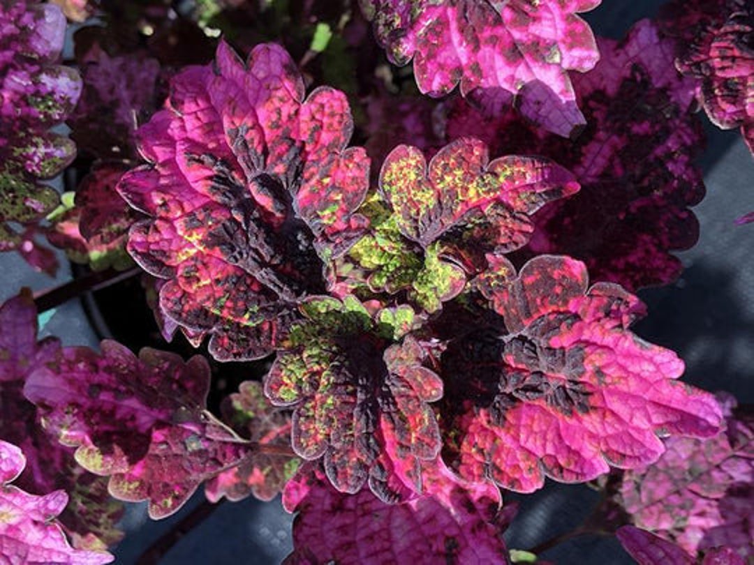 Coleus Live Plant florida Sun Rose. One of the - Etsy