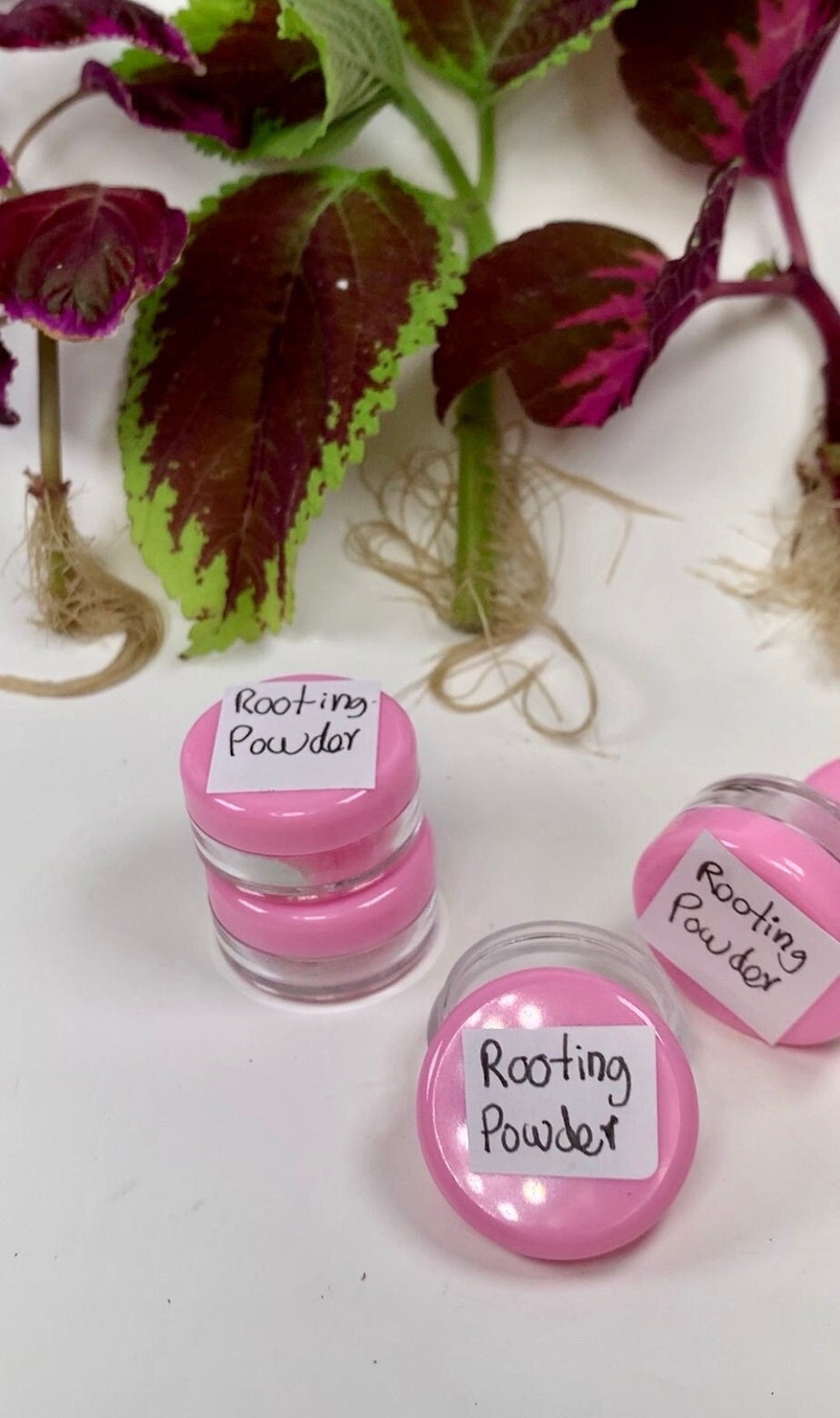 Highty Effective Rooting Powder/hormone. Increase Your Chances of ...