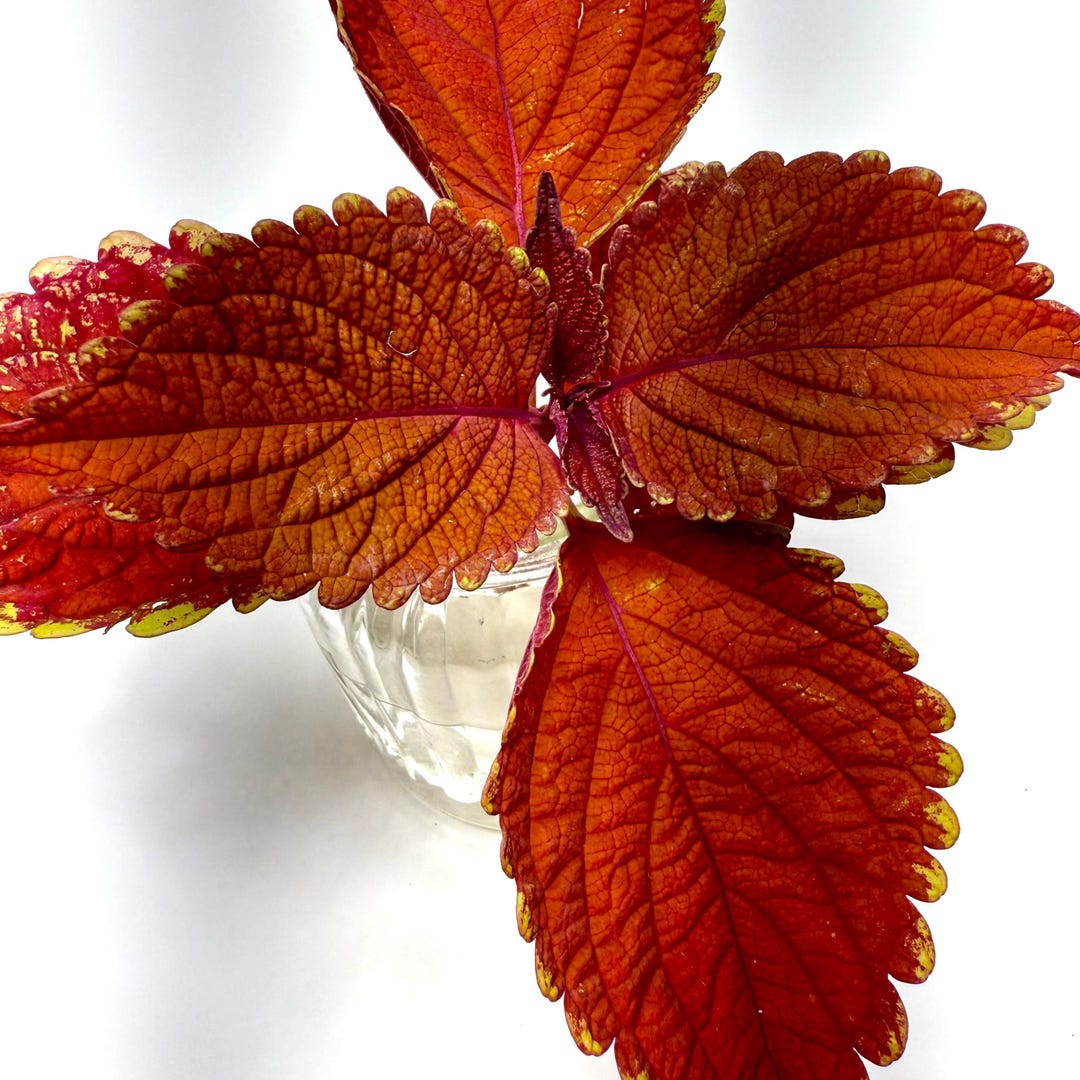 Coleus ‘inferno’ – Rooted Cutting - Etsy