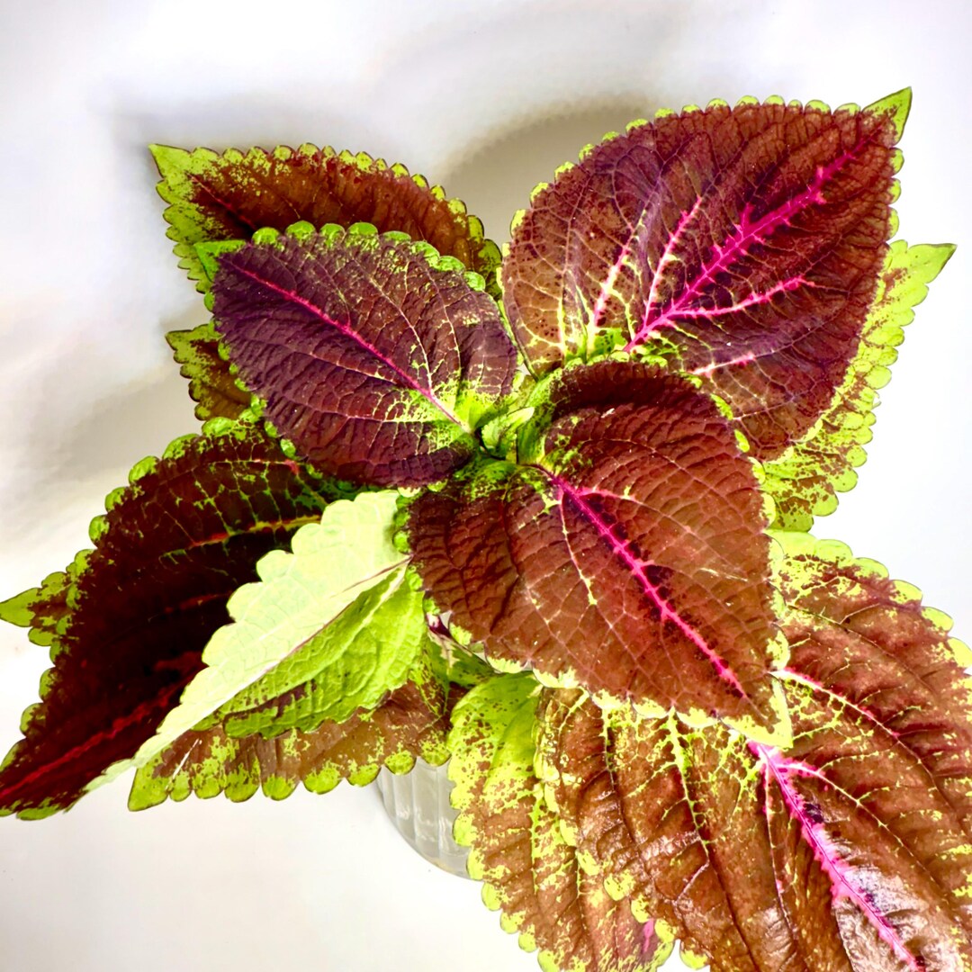 Coleus Solar Sunrise Rooted Cutting. Includes Surprise Bonus Cutting ...