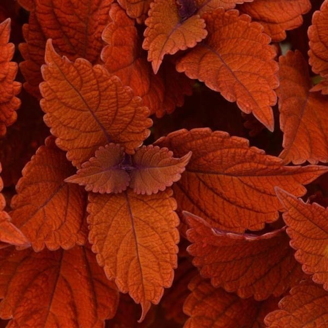 Coleus “inferno” Cutting - Etsy