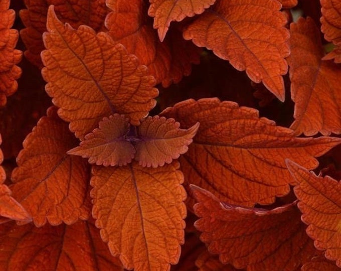 Coleus “inferno” Cutting - Etsy