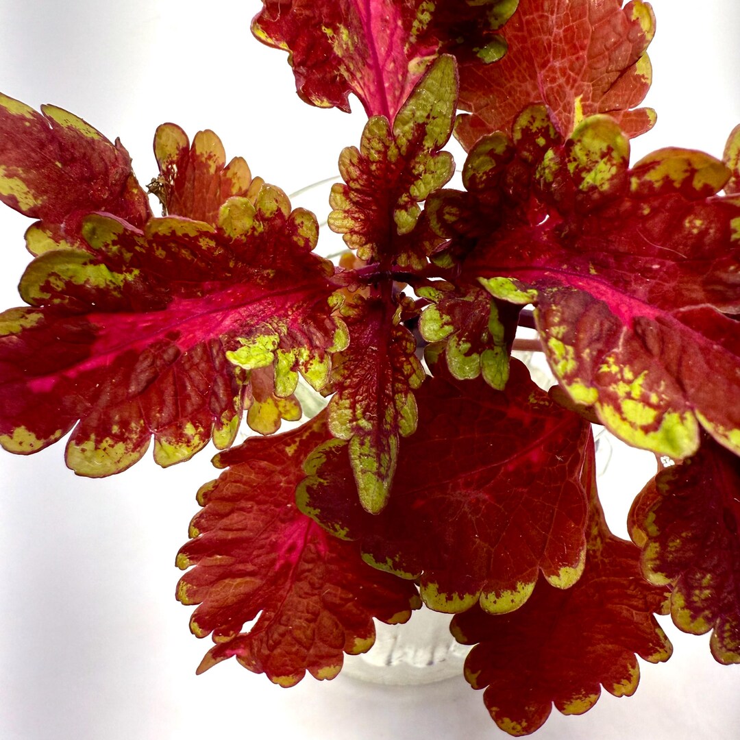 Coleus ‘red Dragon’ – Rooted Cutting - Etsy