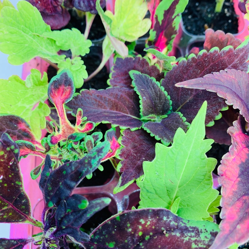 Black Purple Coelius - Etsy