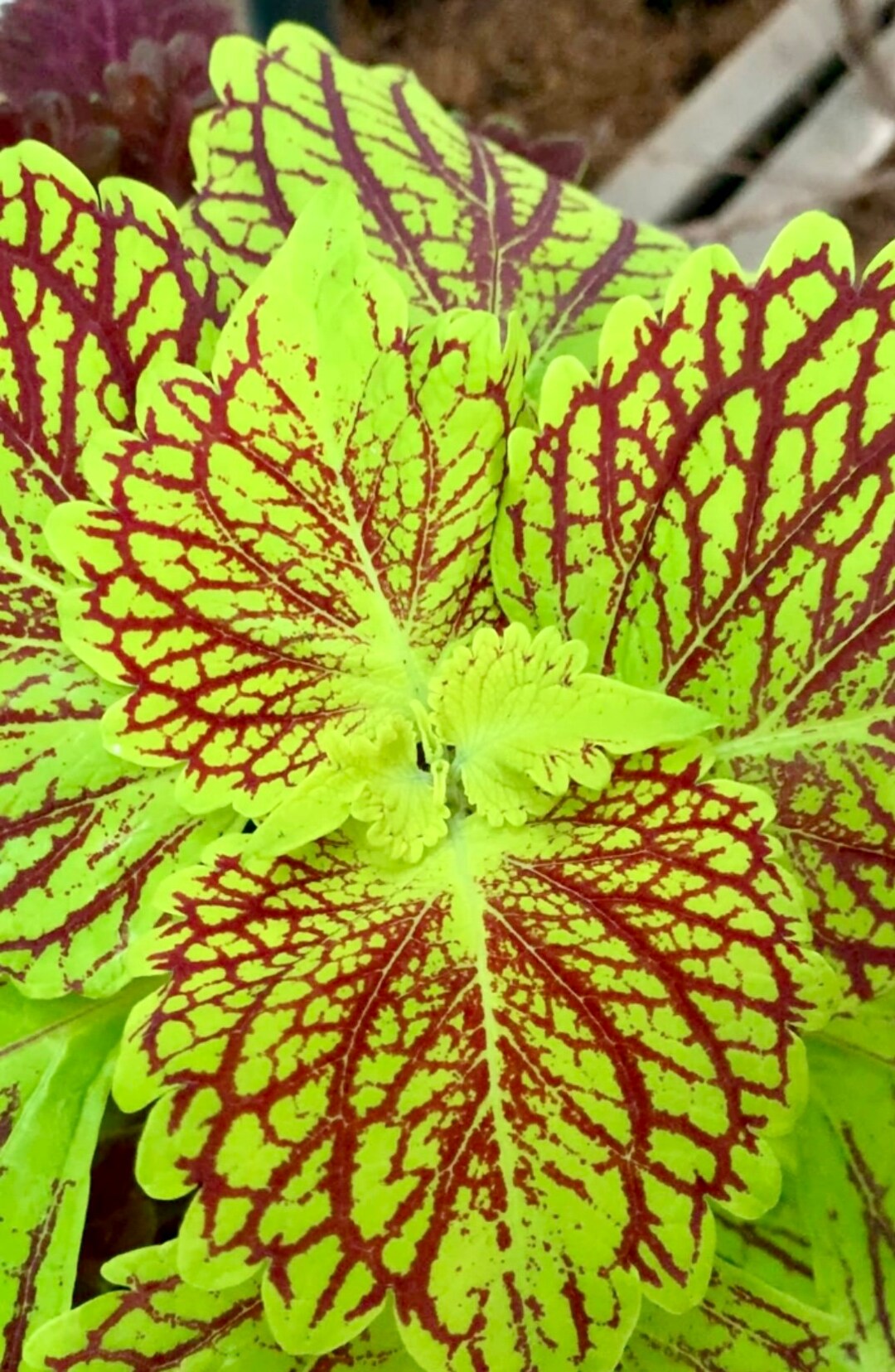 Breathtaking Coleus Venice Blvd - Etsy