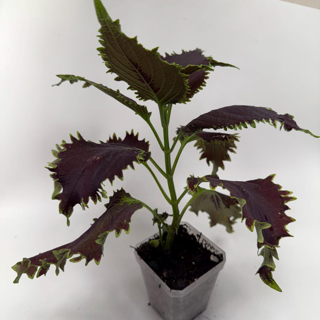 Coleus “felix” Live Potted Plant, Rare Variety, Sun or Shade, Fast ...