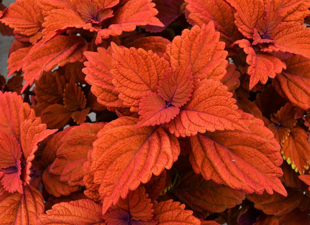 The Favourite Large Upward Growing Tall Coleus "inferno" Live Plant ...
