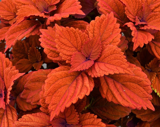 The Favourite Large Upward Growing Tall Coleus "inferno" Live Plant ...