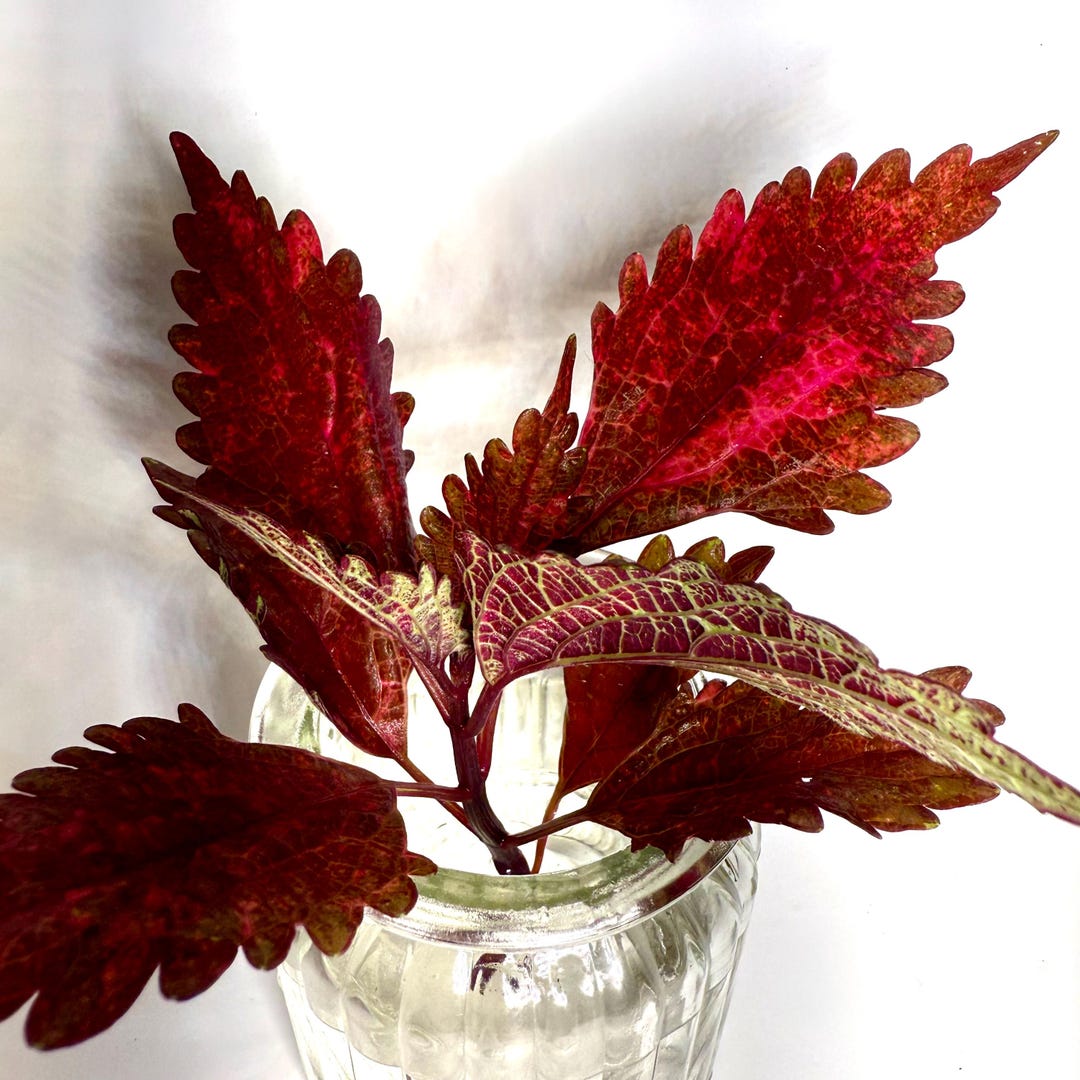 Rare Coleus ‘ruby Ruffles’ – Limited Edition Rooted Cutting - Etsy Canada