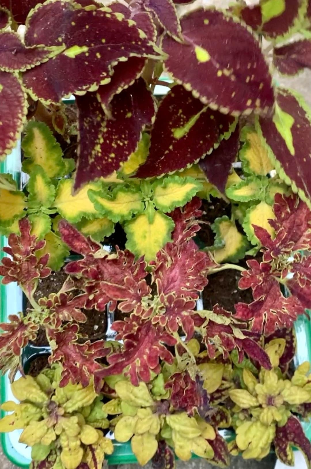 12 Young Rare Coleus Varieties Combination. Dark Red and - Etsy