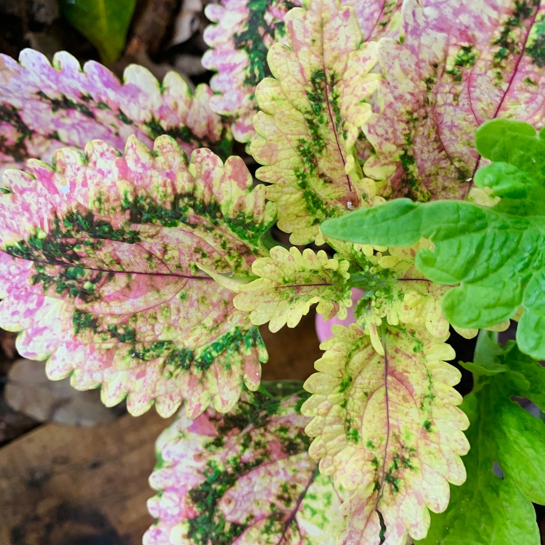 Exceptionally Rare Coleus Piñata Cutting Limited Stock Only 3 Available ...