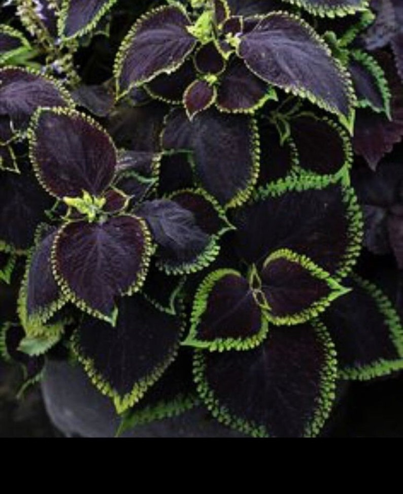Trailing Coleus dark Heart Brand New 2024 Rare Hybrid Cutting - Etsy