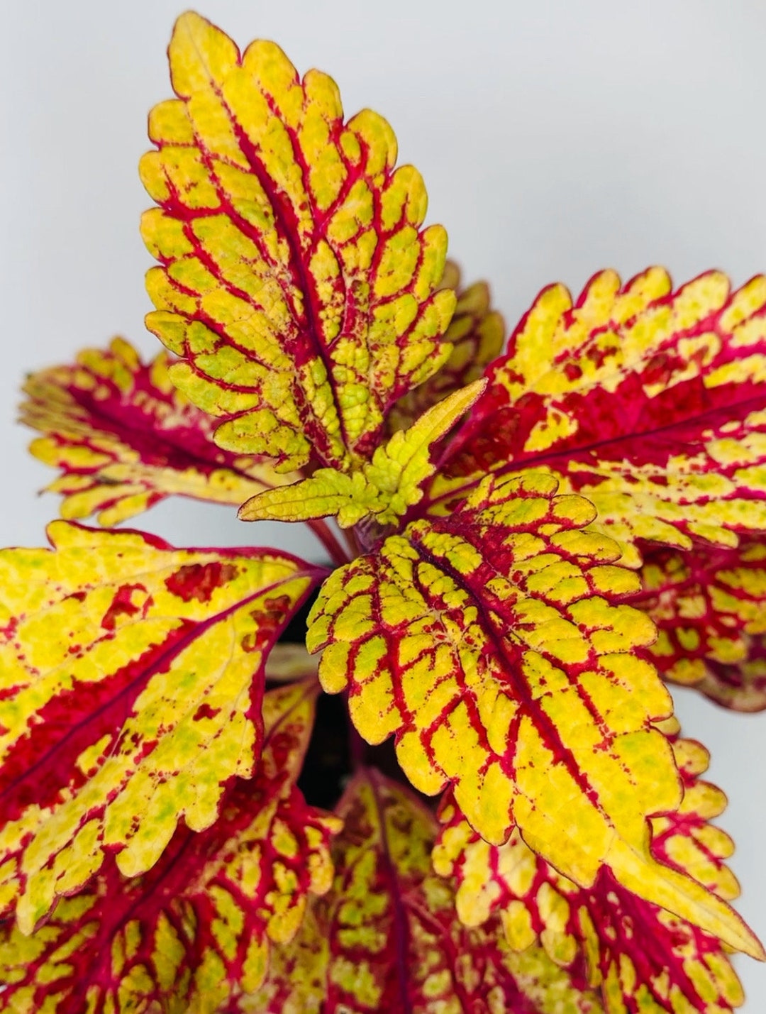 Coleus Fishnet Gold Plant. Rare Exotic Coleus Variety. Under the Sea ...