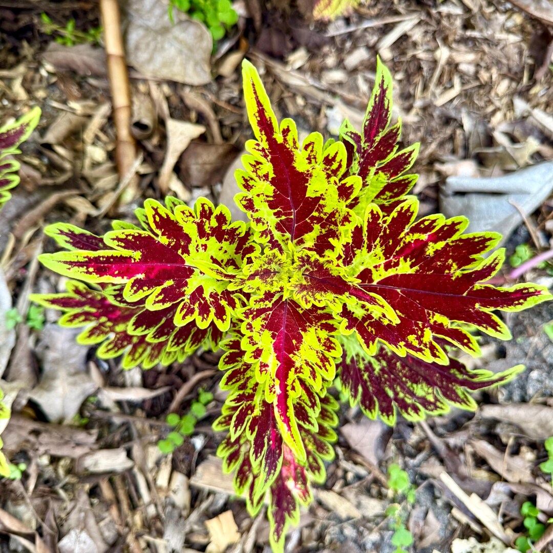 Rare Coleus ‘chocolate Covered Cherry’ – Limited Edition Rooted Cutting ...