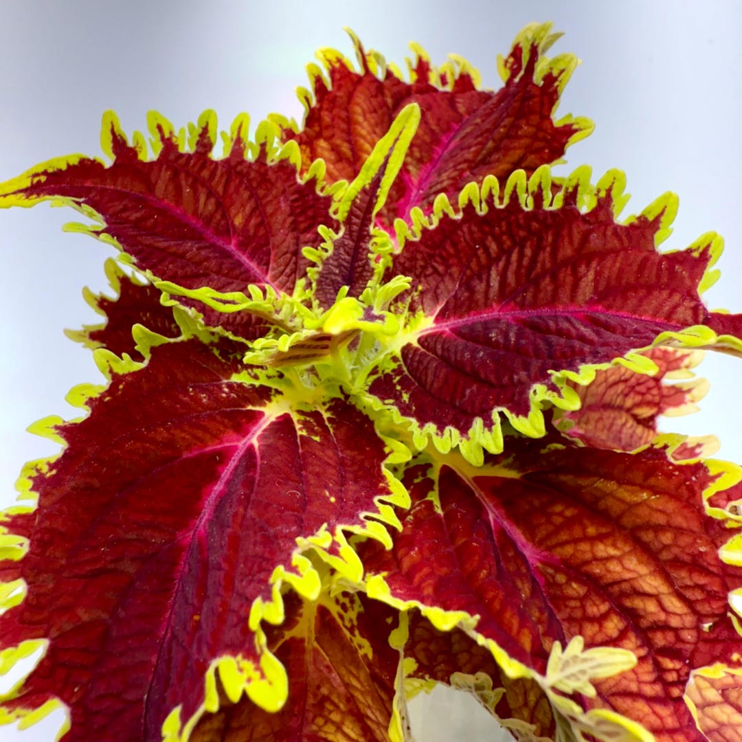 Coleus ‘copperhead’ – Rooted Cutting - Etsy