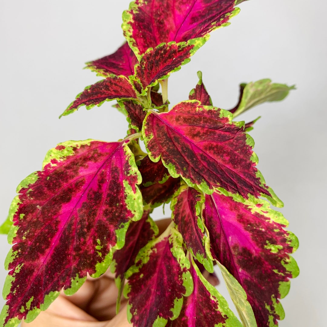 Self-branching Coleus Partytime Pink Fizz Cutting - Etsy