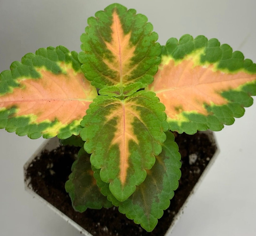 Coleus Wizard Coral Sunrise Plant or Cutting - Etsy