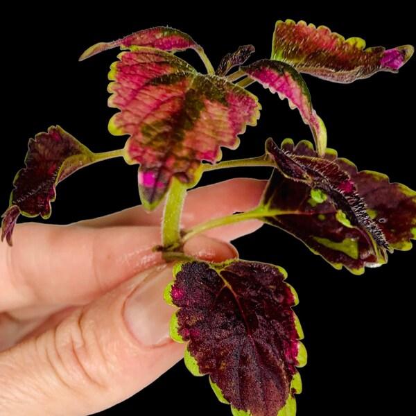 Trailing Coleus - Etsy