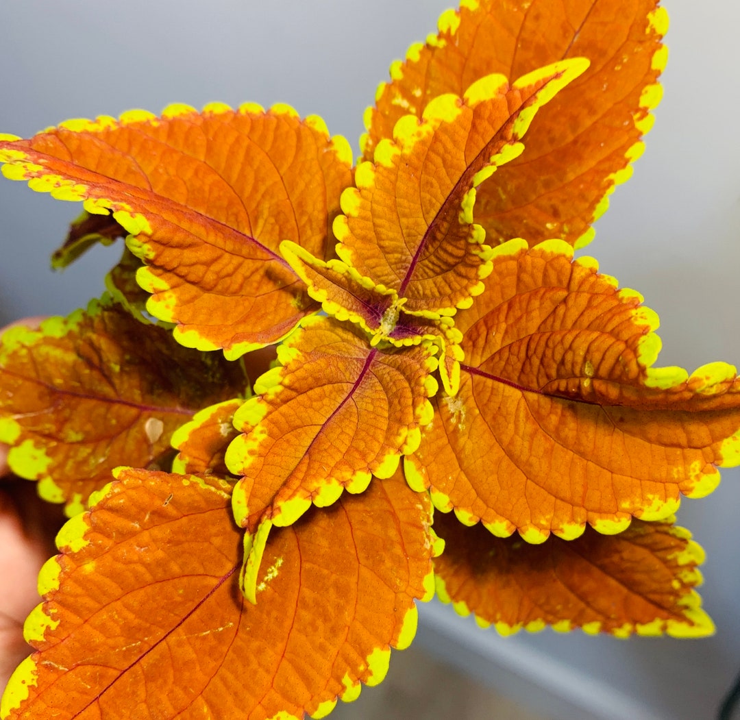 Illuminate Your Garden: Introducing the Dazzling 'neon Tangerine ...