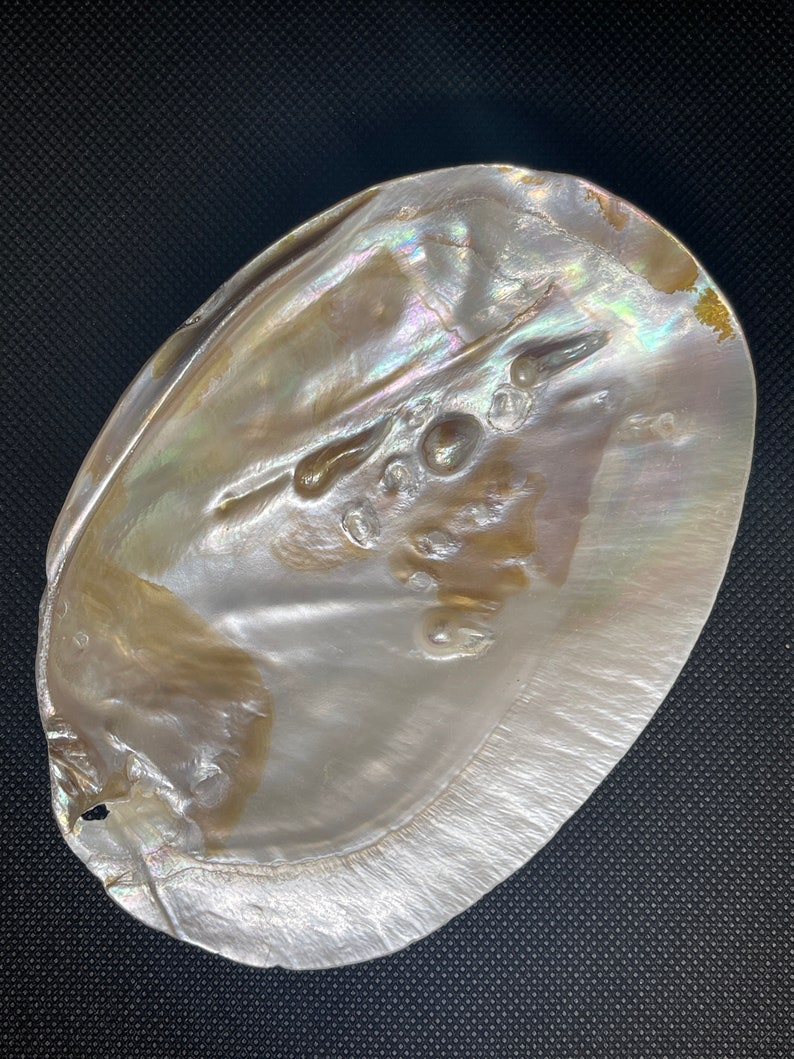 Large Blister Mother of Pearl Shell - Etsy