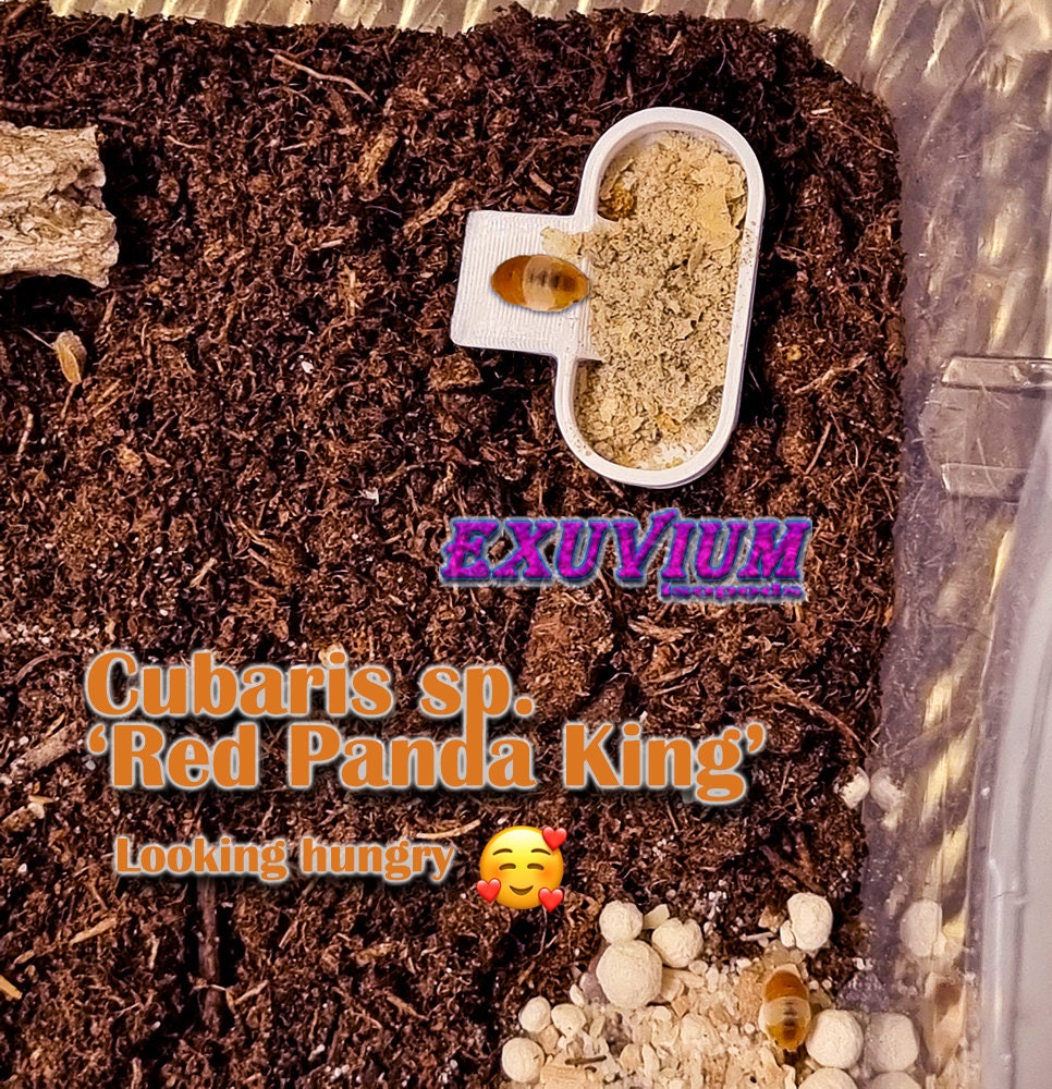 Feeding Dish for Isopods complete With Ramp for Babies 10x - Etsy