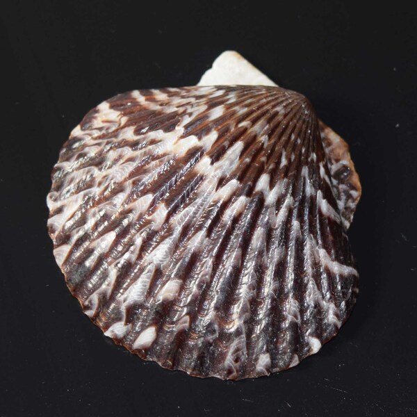 Calico Scallop Shell - Etsy