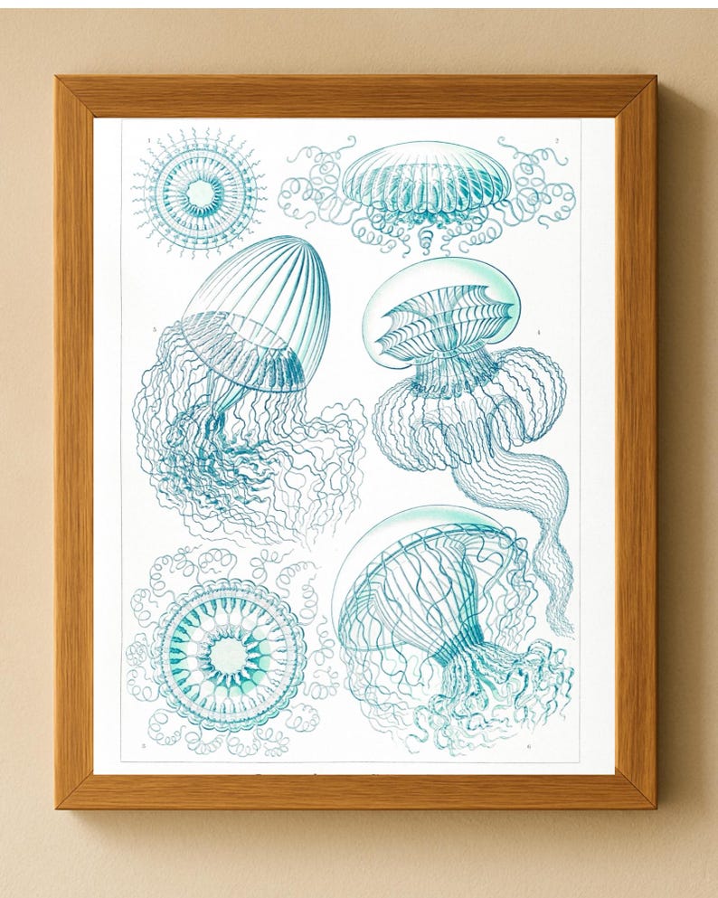 Vintage Jellyfish Chart- Instant Digital Download - Tropical Marine ...