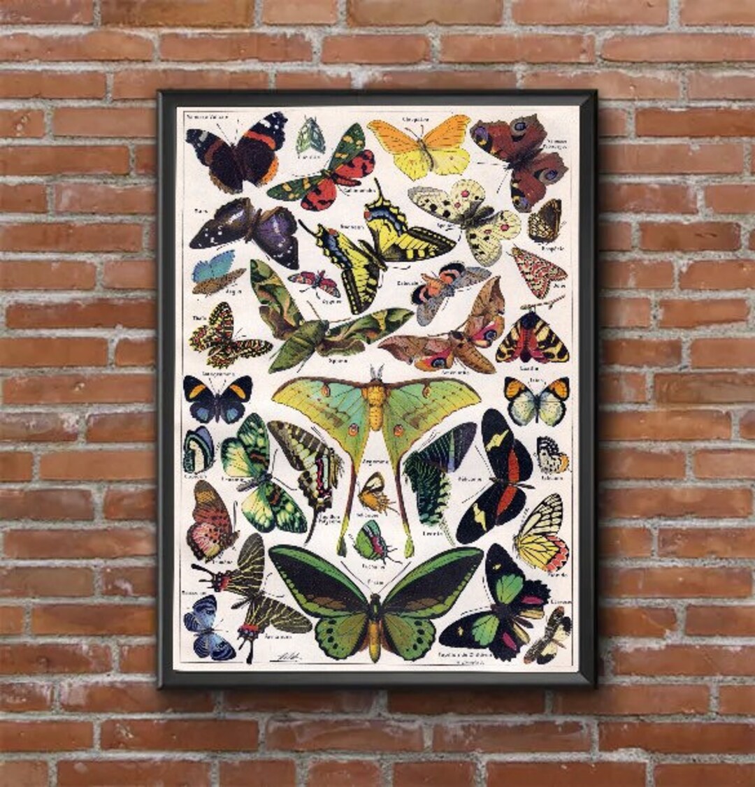 VINTAGE Botanical Butterfly Description Poster - Etsy