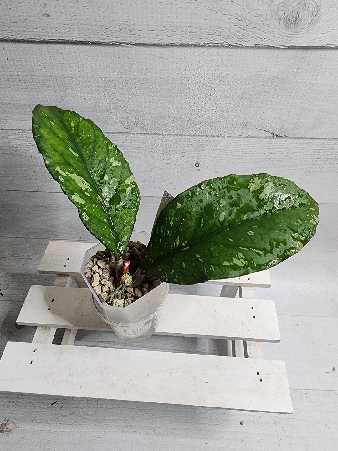 Hoya Sp. Gunung Leuser 'monohara' ships From Austin - Etsy